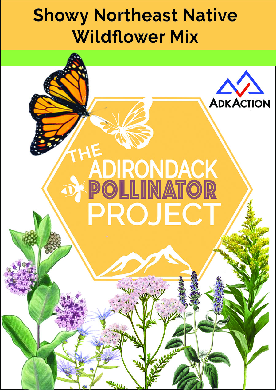 Adirondack Pollinator Project — AdkAction
