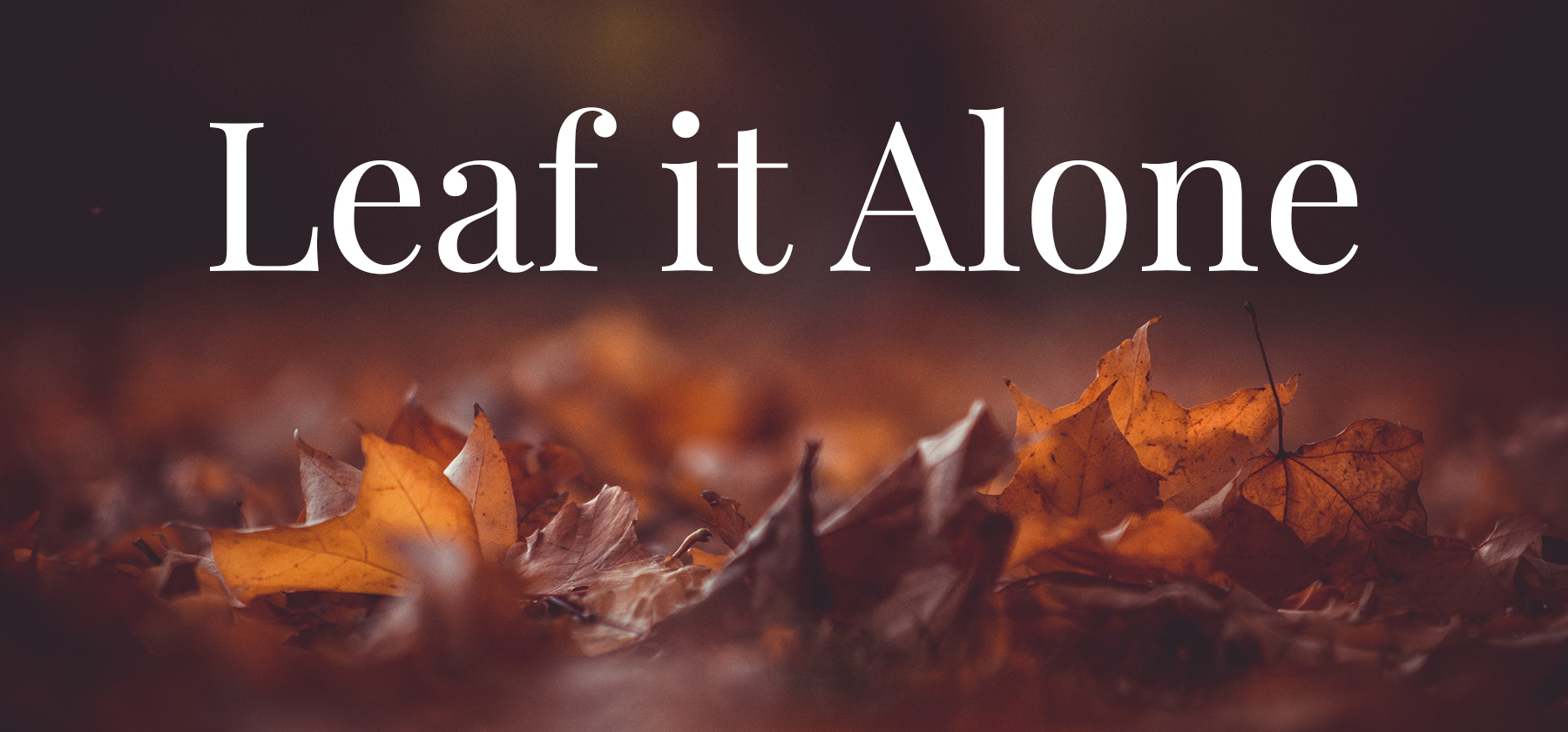 Leaf it Alone: Create Overwintering Habitat for Pollinators — AdkAction